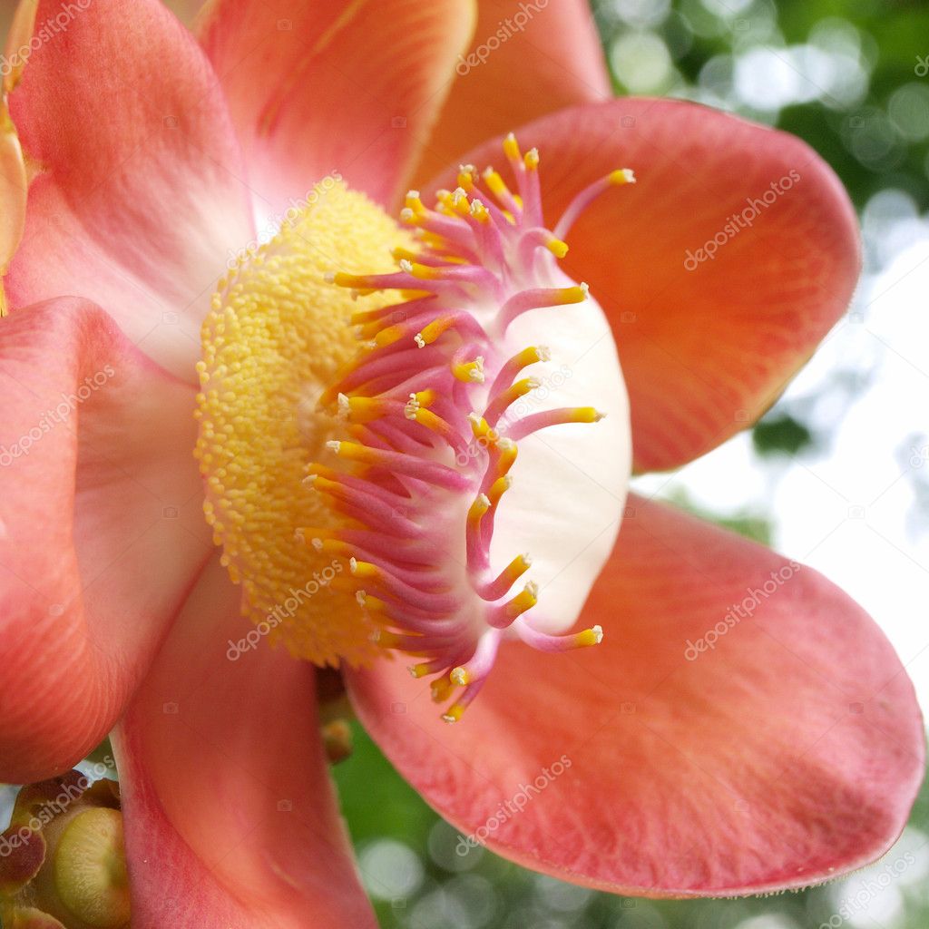 flor del árbol de bala de cañón (Shorea robusta) 2023