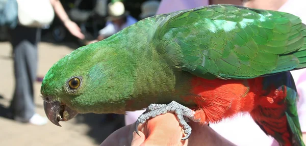 Parrot talons Stock Photos & Royalty-Free Images | Depositphotos