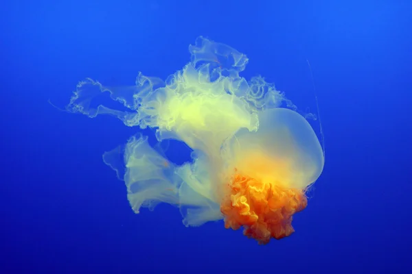 Fire jellyfish Stock Photos, Royalty Free Fire jellyfish Images ...