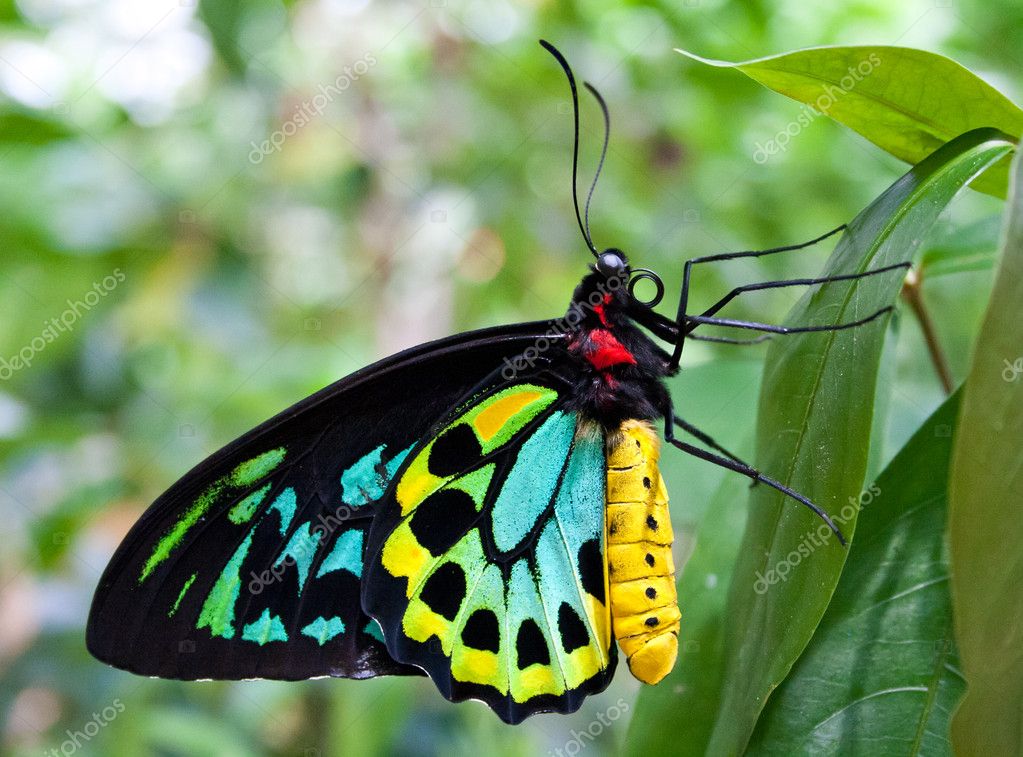 Colourful Butterfly — Stock Photo © johnbraid #11608999