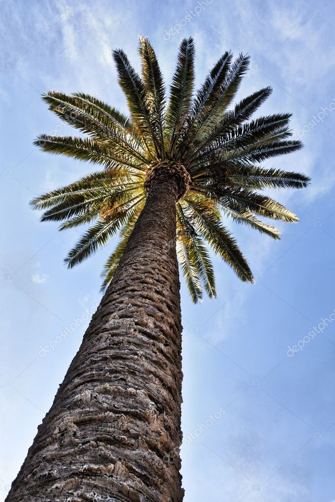 Palmera: fotografía de stock © Demachy #11470050 | Depositphotos
