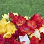Colorful freesia flowers — Stock Photo © DimitriosP #12730063