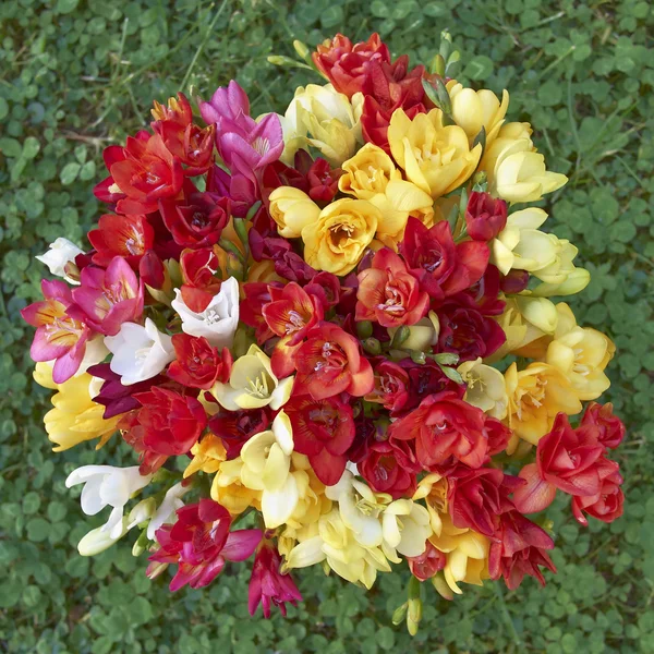 Colorful freesia flowers — Stock Photo © DimitriosP #12730063