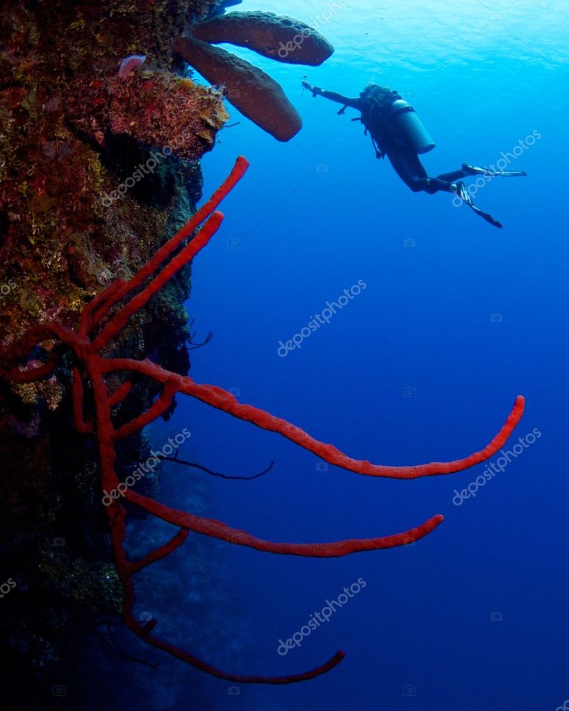 Diver ascending Stock Photo by ©EllenC 11539109