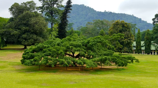 Beautiful large green shade tree Stock Photo by ©Vaicheslav 13885052