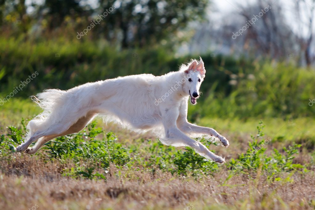 Russian hound dog — Stock Photo © Drago_Nika #11998171
