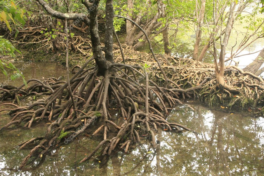 Mangrove tree (Rhizophora sp.) with exposed roots, Southeast Asia Stock ...