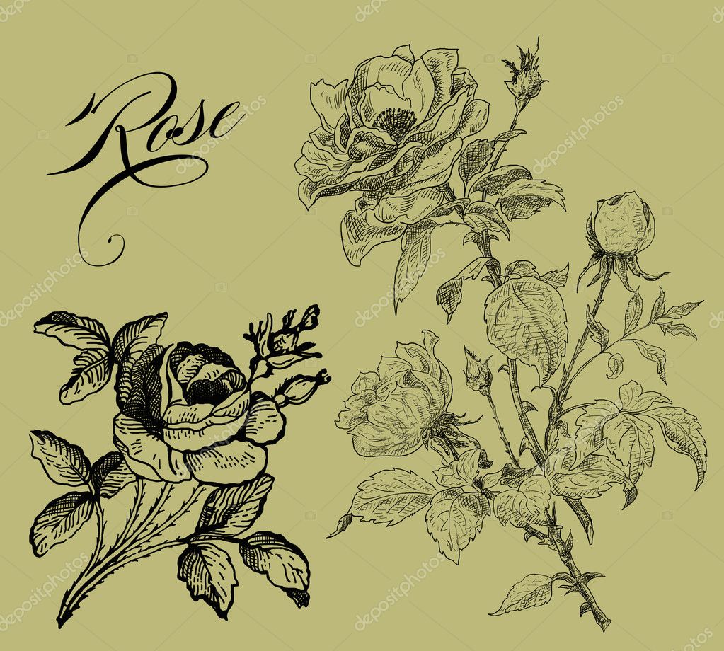 Old rose illustration Stock Photo by ©pavila1 11859656