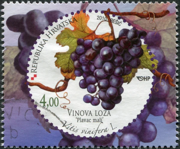 CROATIA - CIRCA 2010: A stamp printed in Croatia, is devoted to grapes ...