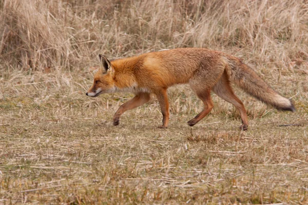 Red Fox hunting, Vulpes vulpes, wildlife scene from Europe. Orange fur coat animal in the nature ...