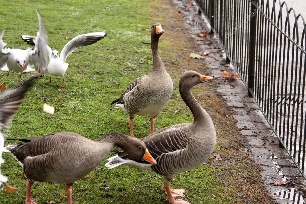 Anseriformes - Greylag Goose - The ZT2 Round Table