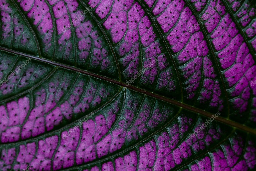 Purple Leaf Stock Photo by ©yanc 12001270