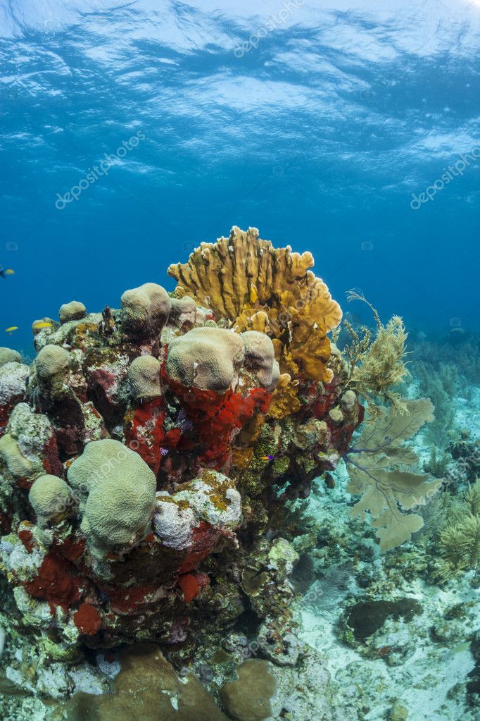 Coral Gardens — Stock Photo © johnanderson #12112165