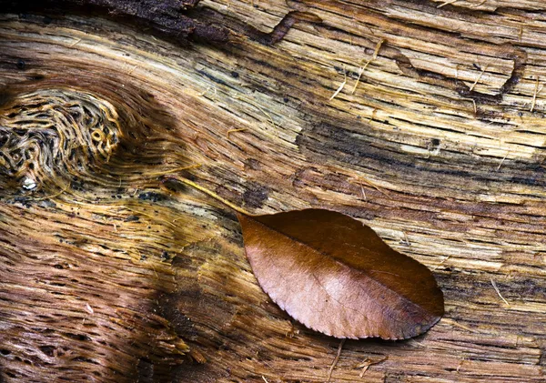 Central log Stock Photos, Royalty Free Central log Images | Depositphotos