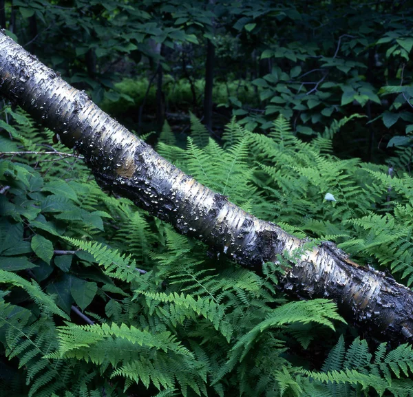 Birch log in ferns - Stock Image - Everypixel