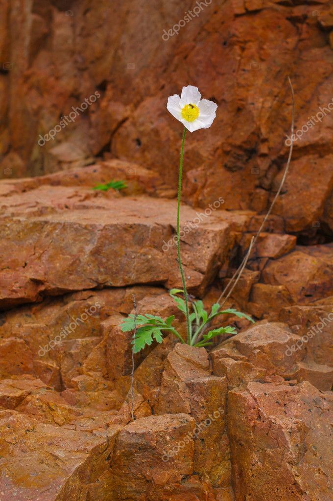 One flower on a rock — Stock Photo © Malefikus #12407637